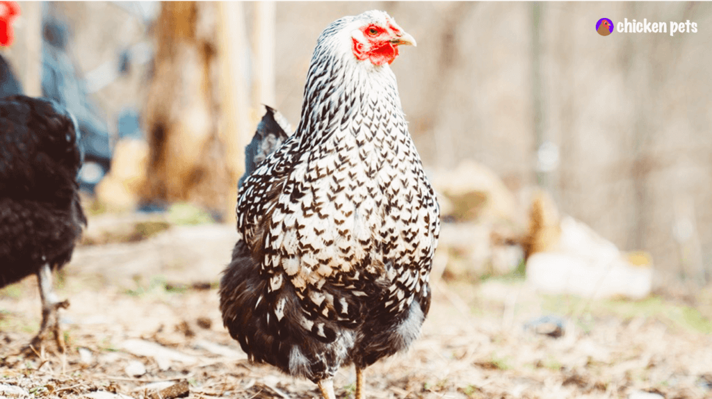 Wyandotte Chicken Breed. What is it? - Chicken Pets